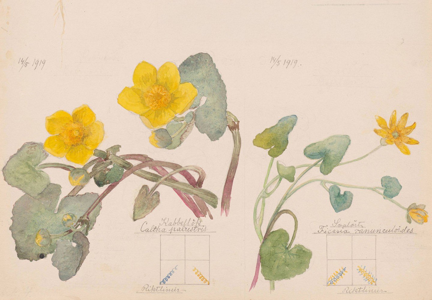 Watercolor: Flowers – Oklahoma Contemporary